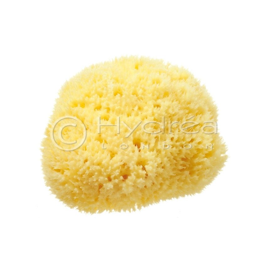 Hydrea London - Natural Sea Sponge Premium Honeycomb – David Hart Santo ...